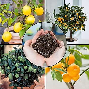 Citrus Tree Potting Soil Mix (12 Quarts), Special Blend for Indoor Oranges, Lemons, Limes and More