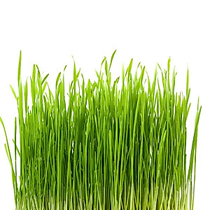 Bottone Keep Your Cat Happy and Healthy with Cat Grass Chewables Wheatgrass for Natural Hairball Excretion Wheatgrass 50g Cat Snacks Treats