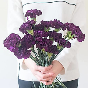CHUXAY GARDEN Dark Purple Carnation Seed,Dianthus Caryophyllus 100 Seeds Rare Purple Flowers Beautiful Potted Plants Easy Care