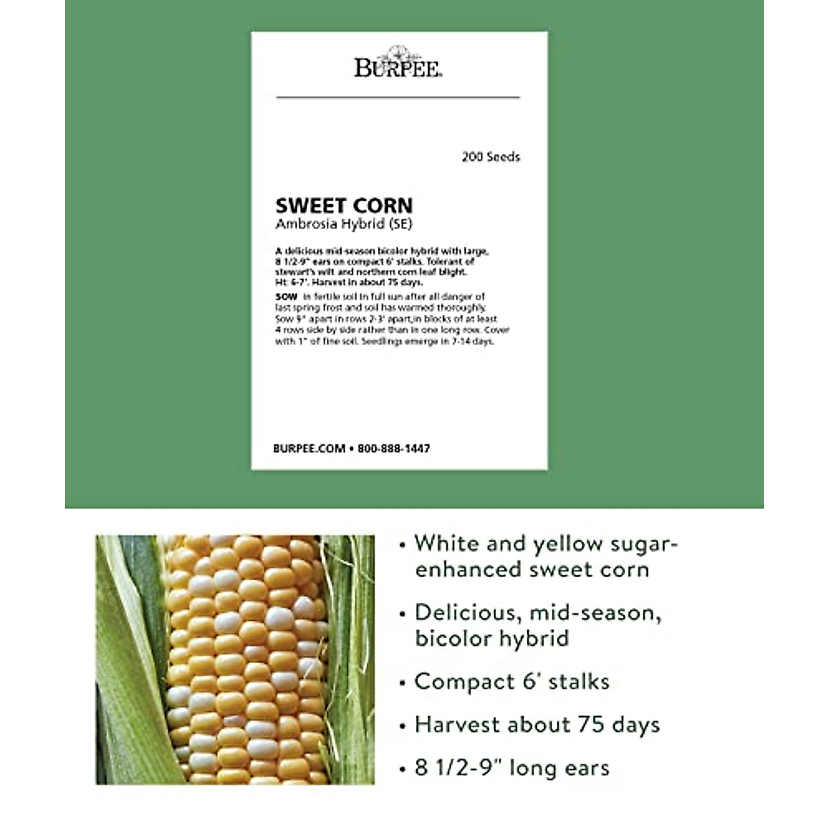 Burpee Ambrosia Sweet Corn Seeds 200 seeds