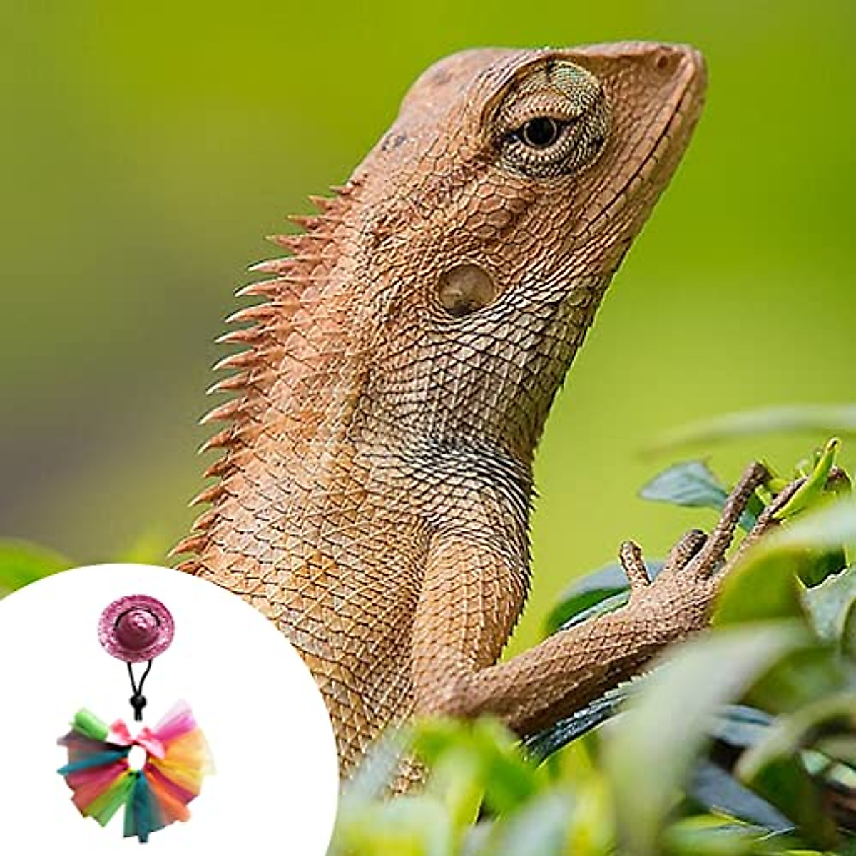 Ipetboom Bearded Dragon Costume Bearded Dragon Hat for Lizards Bearded Dragon Tutu Skirt Reptile Mini Deck Chair Small Pet Costume Outfits Clothes Photo Props for Lizards Geckos Hamsters Rats