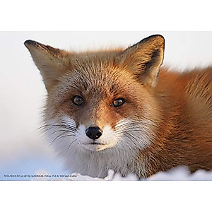 Sony ILCE-7M3K/B a7III Full Frame Mirrorless Camera with SEL2870 FE 28-70 mm F3.5-5.6 OSS Lens Bundle with SEL50F18F FE 50mm F1.8 Lens, 2X 64GB Memory, Deco Gear Case and Accessories (15 Items)