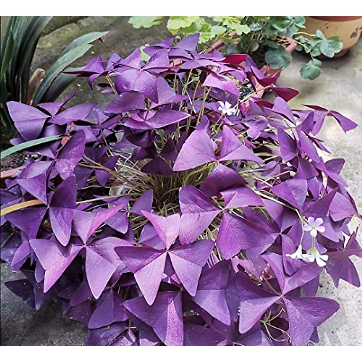 MOKALALA 10 Pcs Purple Shamrock Bulbs Seeds | Non-GMO | Oxalis Triangularis Organic Bulbs Plants Seeds for Planting Home Garden