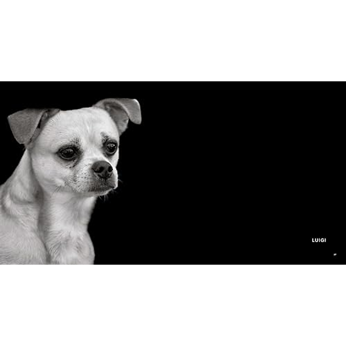 Finding Home: Shelter Dogs and Their Stories