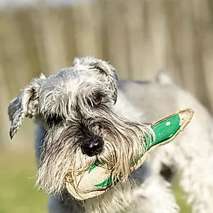 Honest Pet Eco-Quacker Duck Dog Toy - Durable, Floating, Squeaky Fetch Toy - 100% Natural Hemp Canvas & Wool, Lead-Free Ink - Large 23" x 6" x 2.5" Eco-Friendly Dog Toy