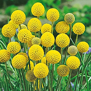 Craspedia Globosa Seeds Billy Buttons Evergreen Perennial Drought Tolerant Attracts Bees & Butterflies Cut Flowers Bed Border Garden Outdoor 200Pcs Flower Seeds by YEGAOL Garden