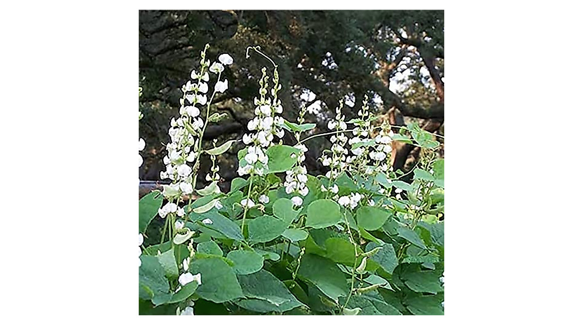 QAUZUY GARDEN 10 White Hyacinth Bean - Lablab Purpureus Seeds | Organic ...