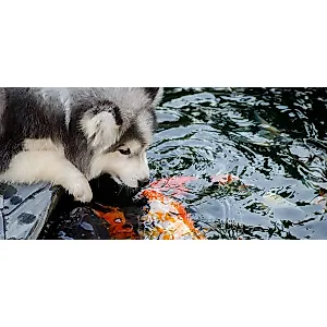 MY LUCKY PETS LLC Dog Allergy Immune Bites - Dog Omega 3 Fatty ACIDS - Fish Oil - Best Heart Brain Skin and Joint Health - Vet Recommended - Dog Omega 3 6 9 Supplement - 2 Bottles (360 Softgels)