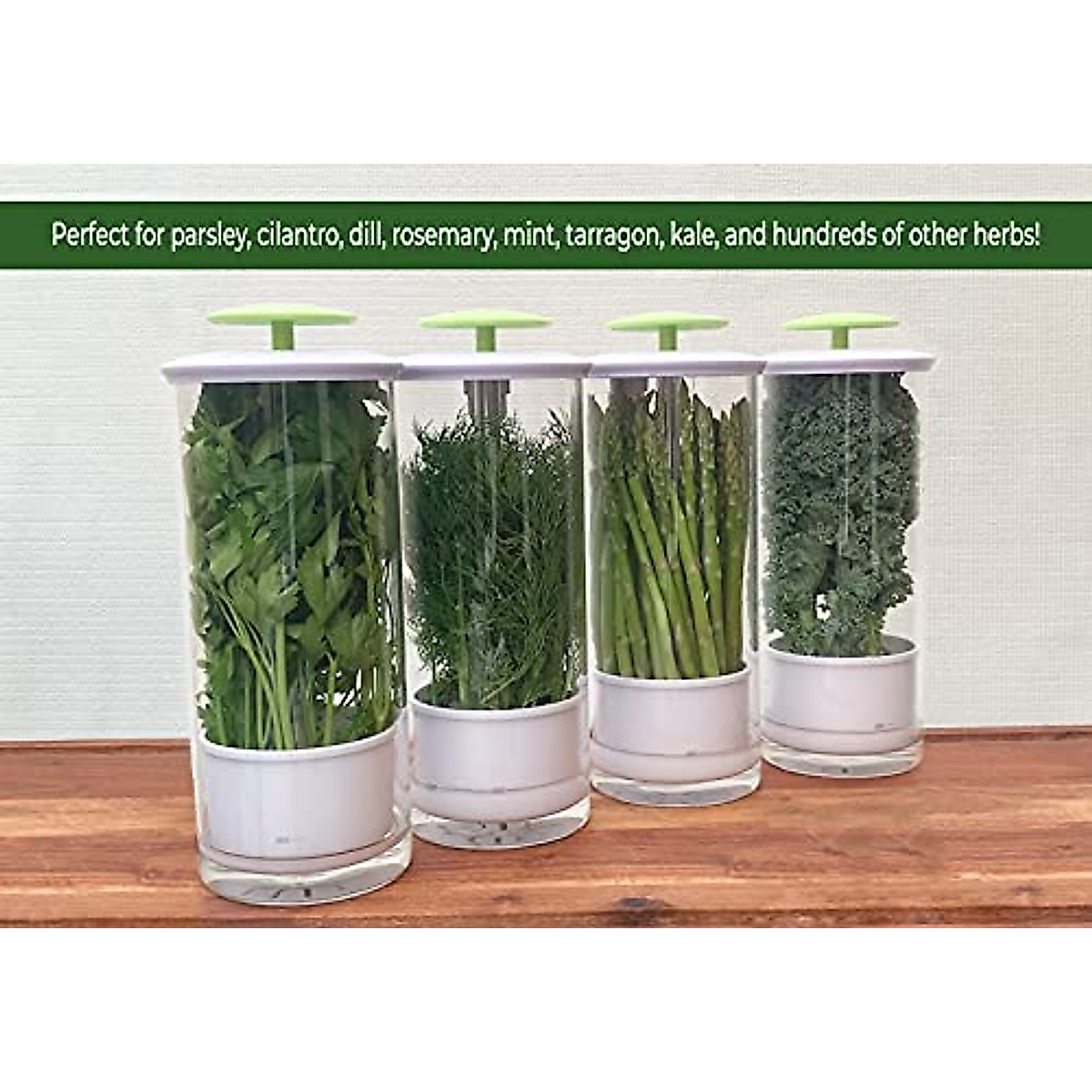 NOVART XXL Herb Keeper and Herb Saver – Glass Storage Container for Cilantro, Mint, Parsley, Asparagus, Keeps Greens Fresh for 2-3 Weeks