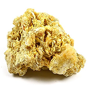 Coquina Specimen (Sedimentary Rock), Approx. 1" (3cm)