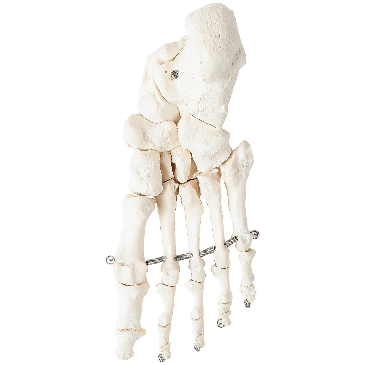 Axis Scientific Complete Disarticulated Human Skeleton Bundle, Includes 3 Part Human Skull, Life Size Bones, Articulated Hand and Foot Anatomy – Includes Detailed Product Manual