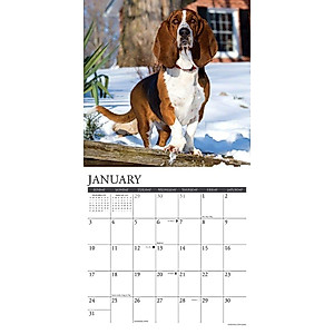 Just Basset Hounds 2021 Wall Calendar (Dog Breed Calendar)