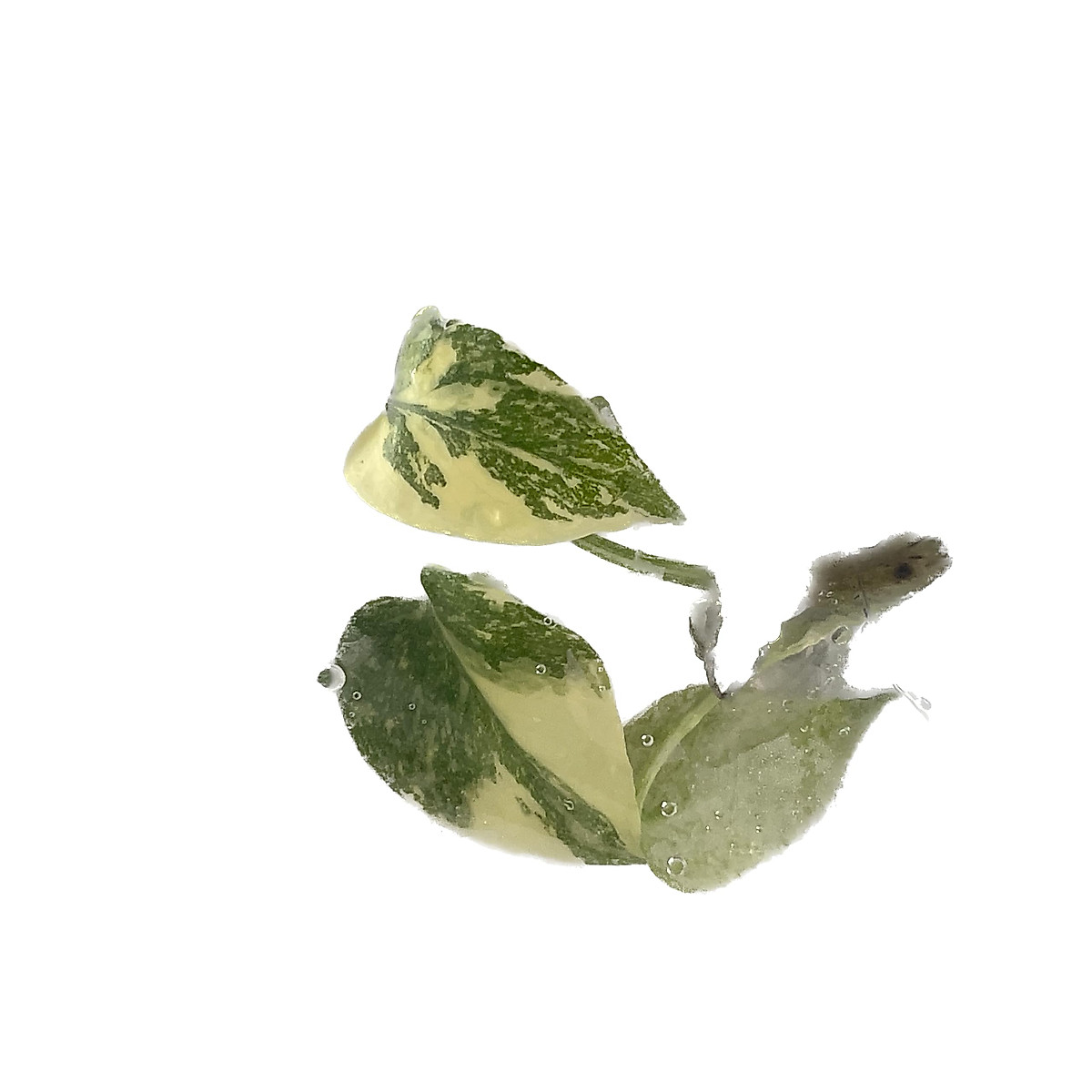 Thai Con Monstera Rare Plant Grow kit