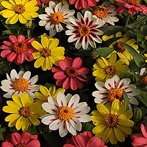 Outsidepride Zinnia Zahara Raspberry Lemonade Heat & Drought Tolerant Garden Cut Flowers - 100 Seeds