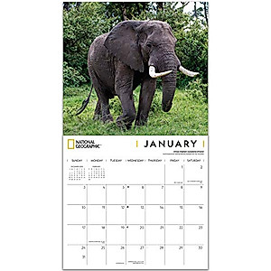 National Geographic Elephants 2021 Wall Calendar