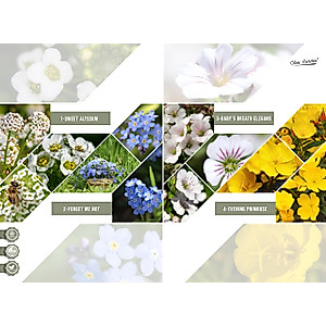 California Wildflower Mix - 10,000 Seeds - 17 Varieties - No Fillers, Open Pollinated and Non GMO, Perennial and Annual Garden Flowers, Attracts Bees and Butterflies