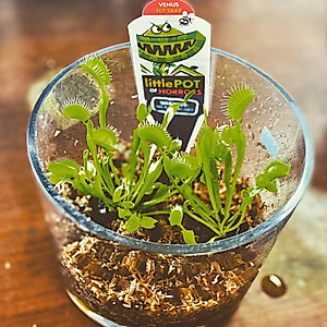 Little Pot of Horrors, Live Venus Fly Trap Live Plant, Live Venus Flytrap Live Plants Indoor, Venus Fly Trap Soil, Indoor Plants Venus Fly Trap Pot, Venus Fly Trap Plant