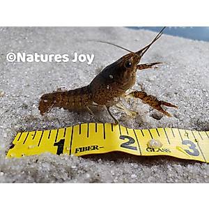 Live Mosquitofish Trumpet Snails Freshwater Aquarium Pond Crayfish Craydad Feeders Fish Food Combo Value Pack