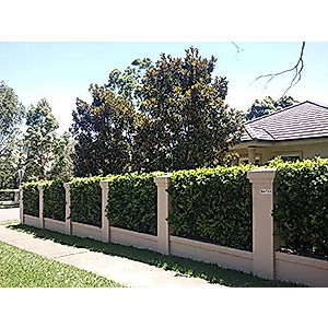 Sweet Viburnum Odoratissimum | 2 Live #1 Size Plants | Fast Growing Evergreen Privacy Screening Shrubs