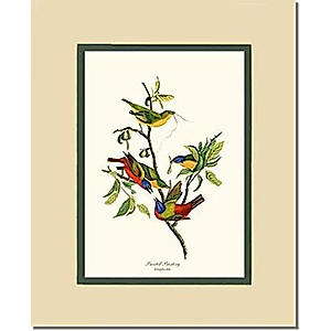 Bird Print. Vintage Painted Bunting Audubon Bird Wall Art Print - Ready to Frame 5x7 8x10 11x14