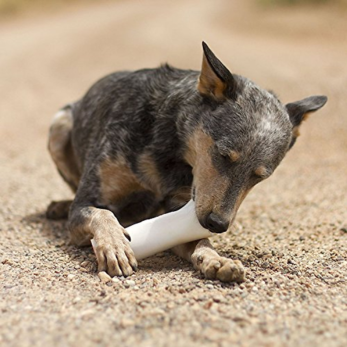 Pawstruck Filled Dog Bones Pet Food (Flavors: Beef, Cheese and Bacon, Peanut Butter,etc) Made in USA Stuffed Bulk 3 to 6" Femur Dog Dental Treat & Chew, (Variety Pack, Large (5-6")), 2.46 Pounds