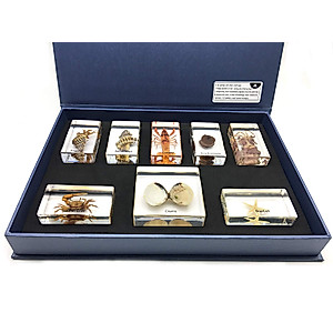 8 PCS Marine Animals Specimens Taxidermy Paperweights for Science Classroom Education