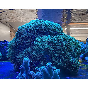 Live Coral Frag Green Star Polyp 1 inch - WWC Long Polyp/Beginner Marine Coral Reef for Saltwater Aquarium