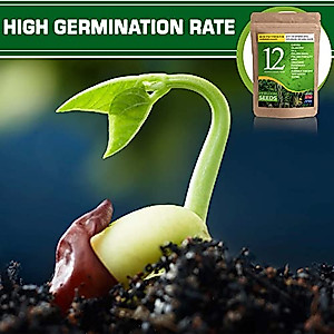 12 Heirloom Culinary and Medicinal Herb Seeds for Planting - Non GMO, and USA Grown - Variety Pack for Indoor, Outdoor and Hydroponic Garden - Сhives, Cilantro, Dill, Italian Parsley, Basil, and More