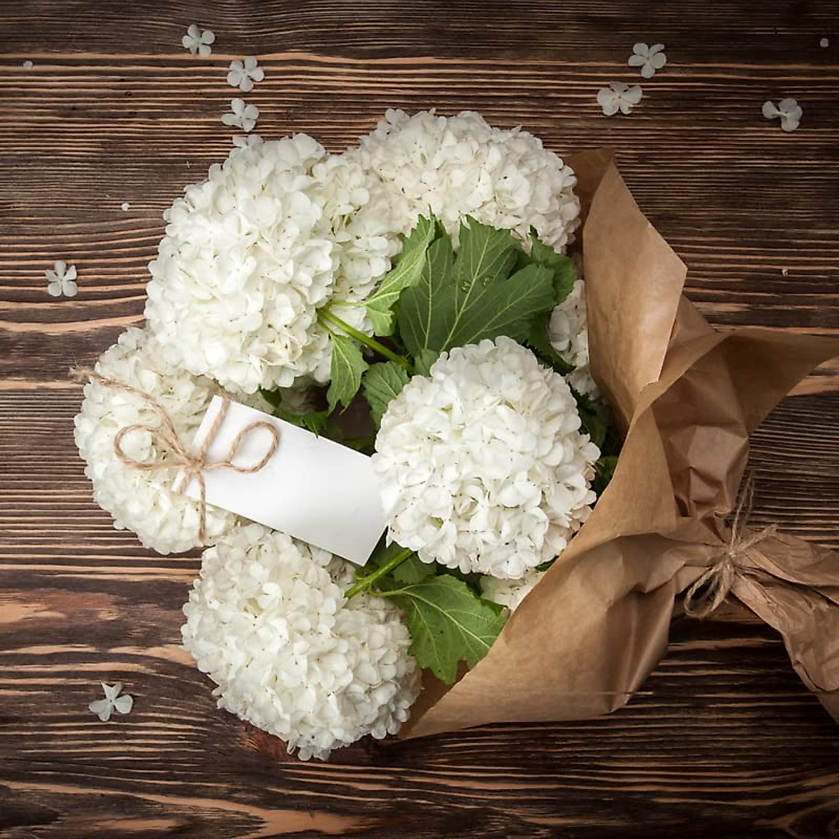 2 Old Fashion Snowball Viburnum Plants Live Trees, Japanese Viburnum Shrub Bush from 6 to 12 Inc Height 4 Inc Pot