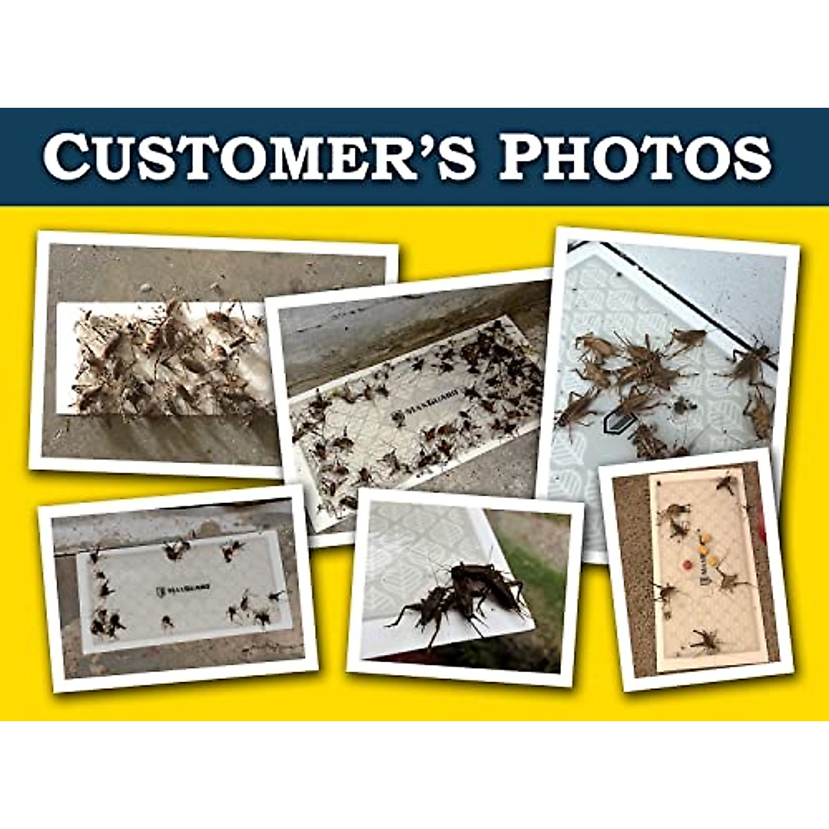 MaxGuard Extra Large Cricket Traps (8 Traps) | Non-Toxic Extra Sticky Glue Board Pre-Baited Cricket Attractant | Trap & Kill House Crickets, Insects, Spiders, Bugs |