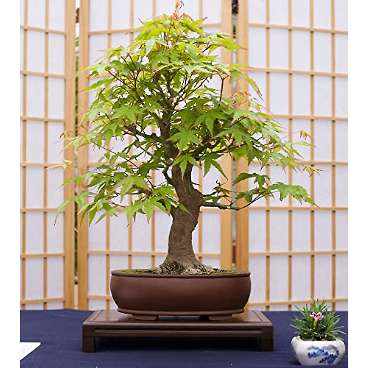Bonsai Tree Grow Kit | Japanese Maple | White Design | The Jonsteen Company
