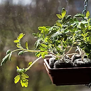 200 Pcs Peat Pellets Plant Starter,30MM Plant Starting Plugs,Fiber Soil Direct Plant Seeding Starters peat pellets for seedlings