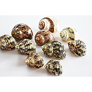 FSG - Select 10 Hermit Crab Shells Deluxe Turbo Changing Seashells Medium 1"-2" Size (Opening Size 1/2" - 1") Beautiful