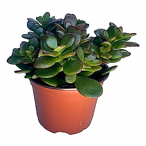 Jade Plant - Crassula - Easy to Grow - Hard to Kill - Cactus - 4" Pot- Living Succulant, Succulents Plant Live, Succulent Plants Fully Rooted, Houseplant for Home Office Decor