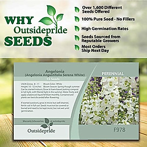 Outsidepride Angelonia Serena White Summer Snapdragon Garden Flower Seed - 15 Seeds