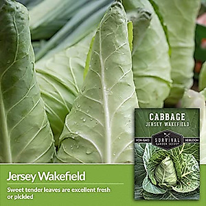 Survival Garden Seeds - Jersey Wakefield Cabbage Seed for Planting - 2 Packs with Instructions to Plant and Grow Cone-Shaped Green Cabbages in Your Home Vegetable Garden - Non-GMO Heirloom Variety