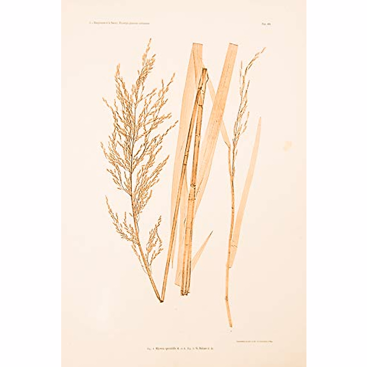 Glyceria spectablis; G. fluitans