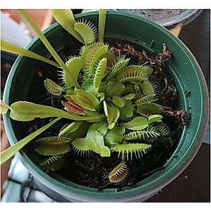 Venus Flytrap Food, Solid Gel Carnivorous Plant Food, 2.5OZ. Designed for Venus Fly Trap, Sundew, Pitcher Plants and Other Carnivorous Plants