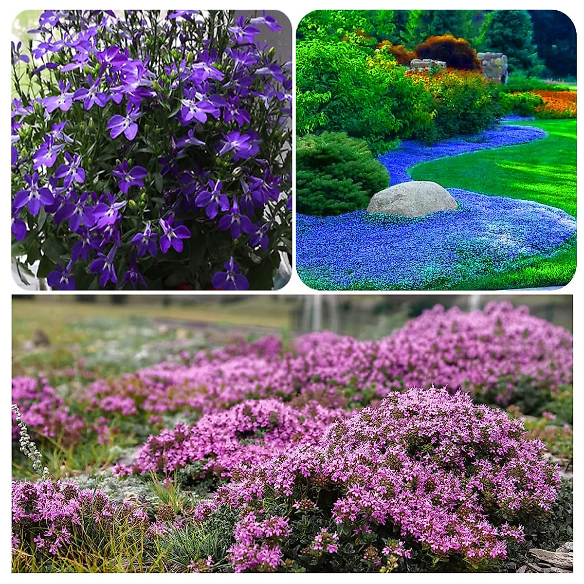 Mix Creeping Thyme Seeds for Planting Ground Cover Plants, Heirloom Non-GMO Thyme, 5 Colors- Individual packag, Easy to Plant and Grow, 1000+