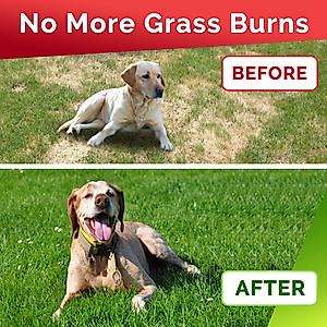 GOODGROWLIES Grass Treats for Dogs - Dog Pee Lawn Repair - Grass Burn Spots Caused by Dog Urine - Grass Rocks with Probiotics + Digestive Enzymes, Cranberry - Made in USA - 120 Soft Chews