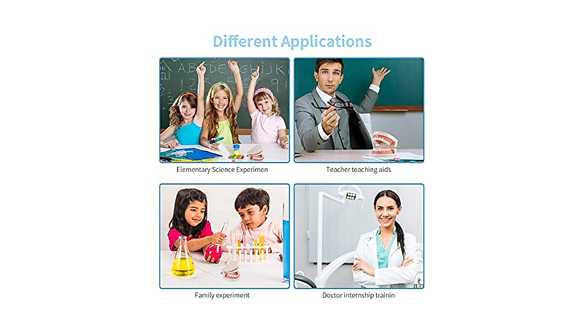 Dental Adult Standard Teeth Model for Education and Demonstrations