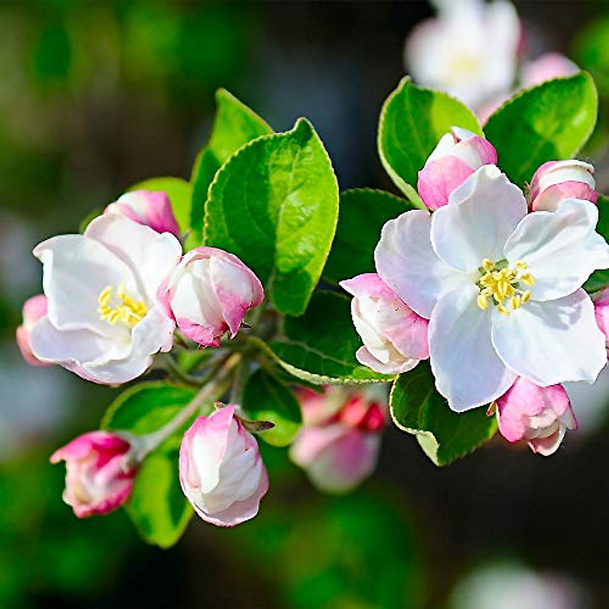 Brighter Blooms Dorsett Apple Tree (6-7 ft.)