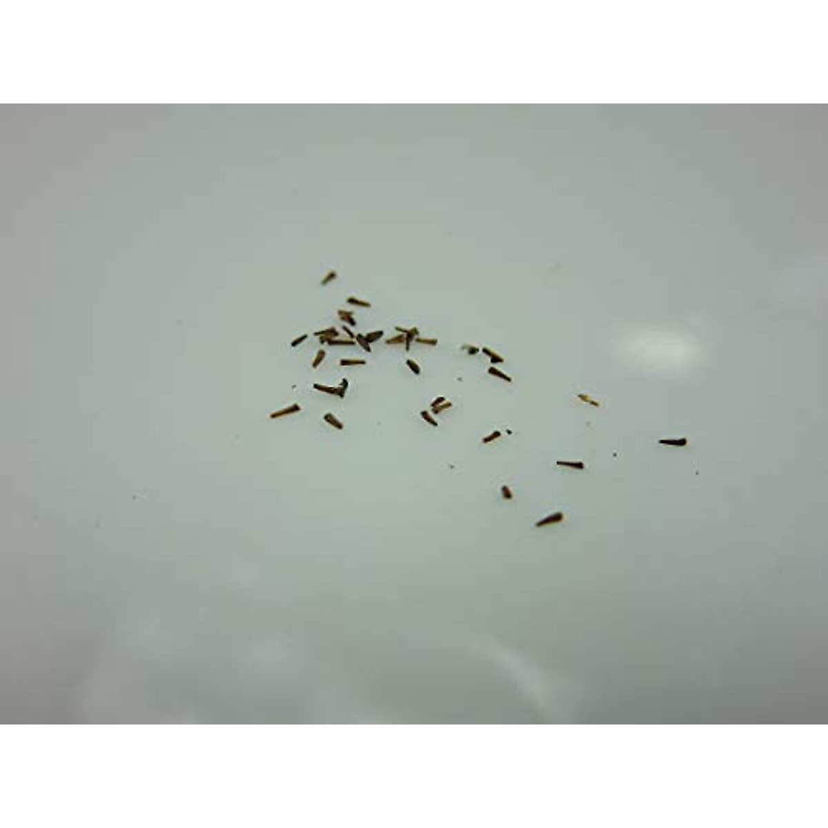 1138-Crimson Bottle Brush (Callistemon citrinus) Seeds by Robsrareandgiantseeds UPC0764425787570 Non-GMO,Organic,USA Grower,Herb,Bonsai,1138 Package of 25 Seeds