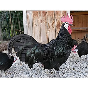 White Face Black Spanish Hatching Eggs