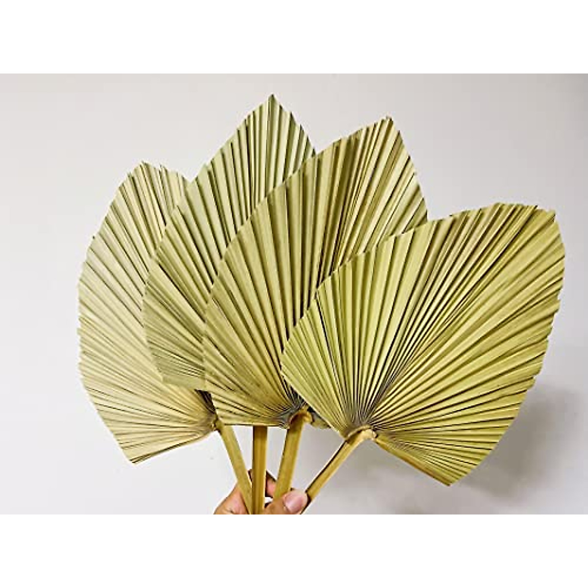 4PCS Pale Yellow Natural Dried Palm Leaves, 16"x8" Dried Palm，WAMPAR Hand-cut Heart-shaped Dried Palm Spear Bohe Decoration, Suitable for Bohe Wedding, House Party Decoration, DIY Flower Decoration