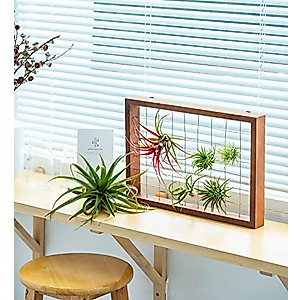 Mkono Air Plant Frame Hanging Airplant Holder Tillandsia Display Hanger Wooden Shelf Wall Decor for House Plants, Succulent, Christma Gifts for Plant Lovers, 16" (Plant Not Included)