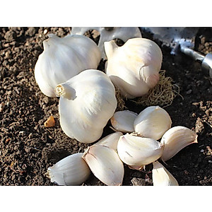 4 Mixed Garlic Bulbs for Planting Outdoors, Heirloom Garlic Bulbs