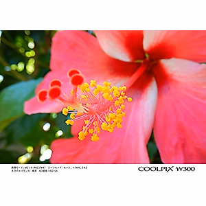 Nikon Digital Camera COOLPIX W300 COOLPIX Orange Waterproof Camera (International Version)