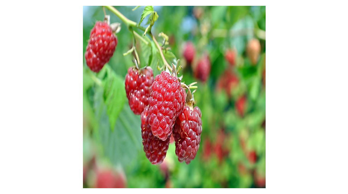 Heritage Red Raspberry Plant - Everbearing & High Yielding