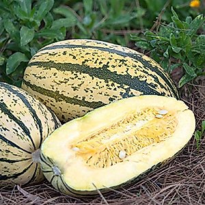 David's Garden Seeds Squash Winter Sugaretti FBA-2932 (Yellow) 25 Non-GMO, Hybrid Seeds